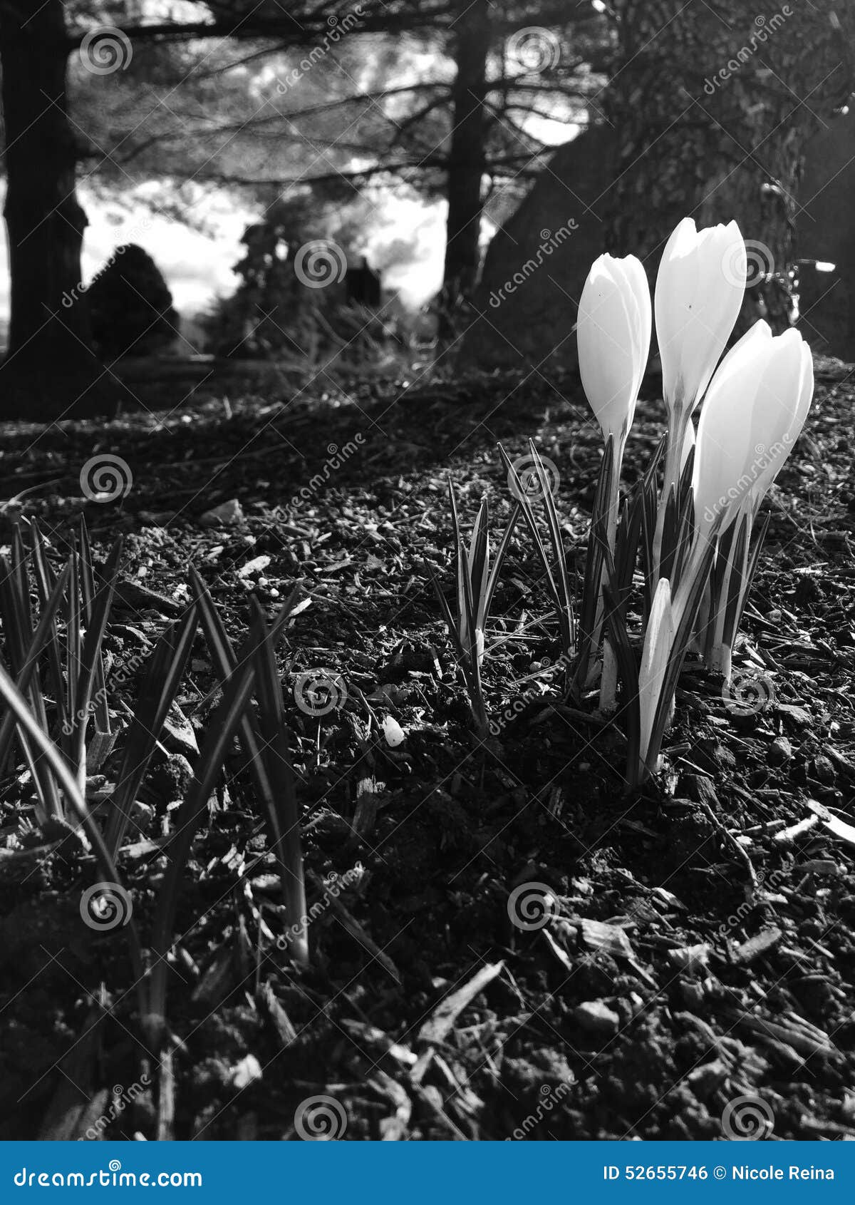 Black and White Crocus stock photo. Image of crocus, blooming - 52655746