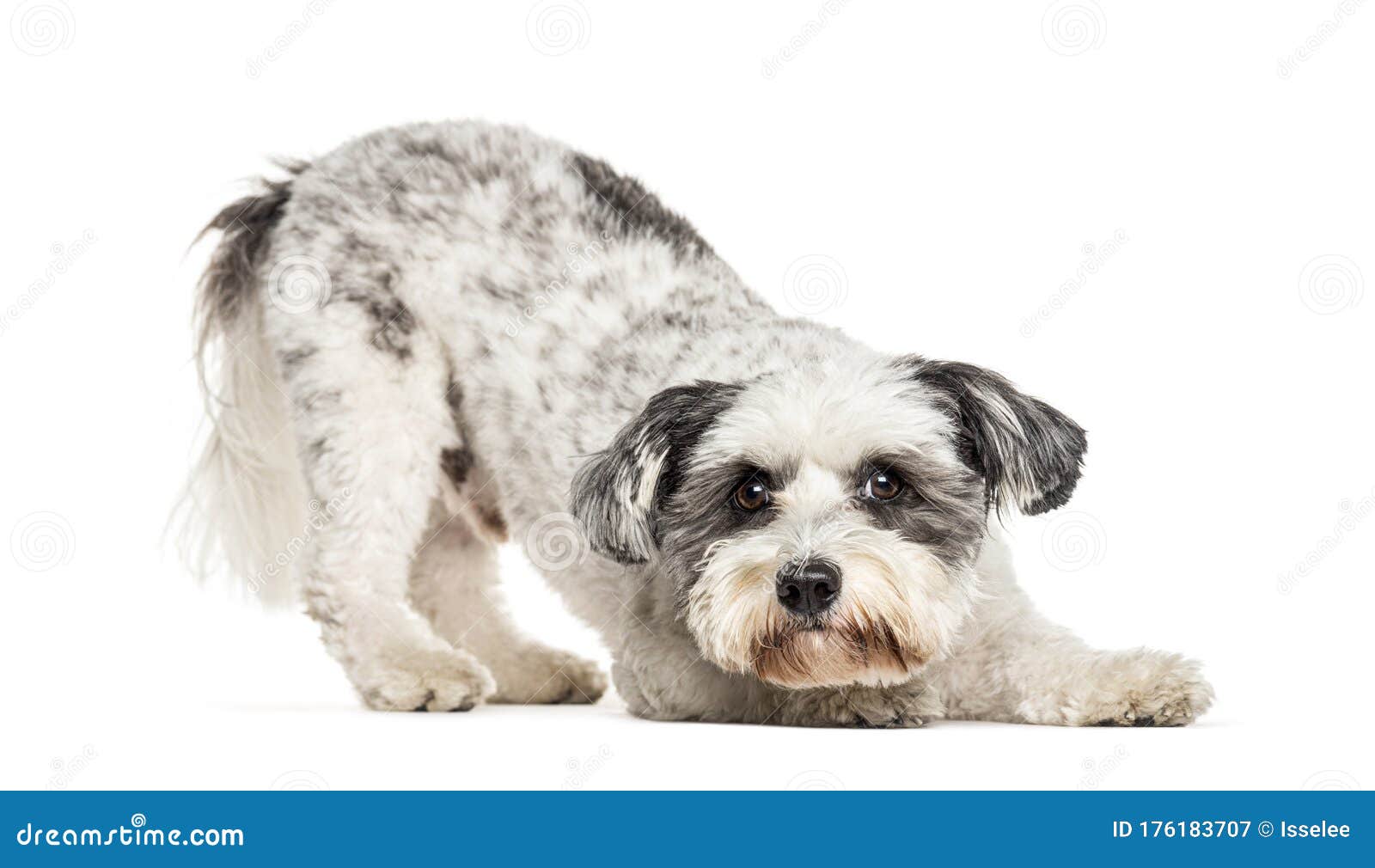 Black and White Crossbreed Dog Bowing, Isolated Stock Image - Image of ...