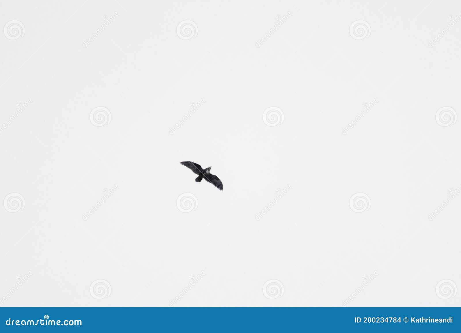 Black and White Crow Flying on Sky Scenery Stock Photo - Image of ...