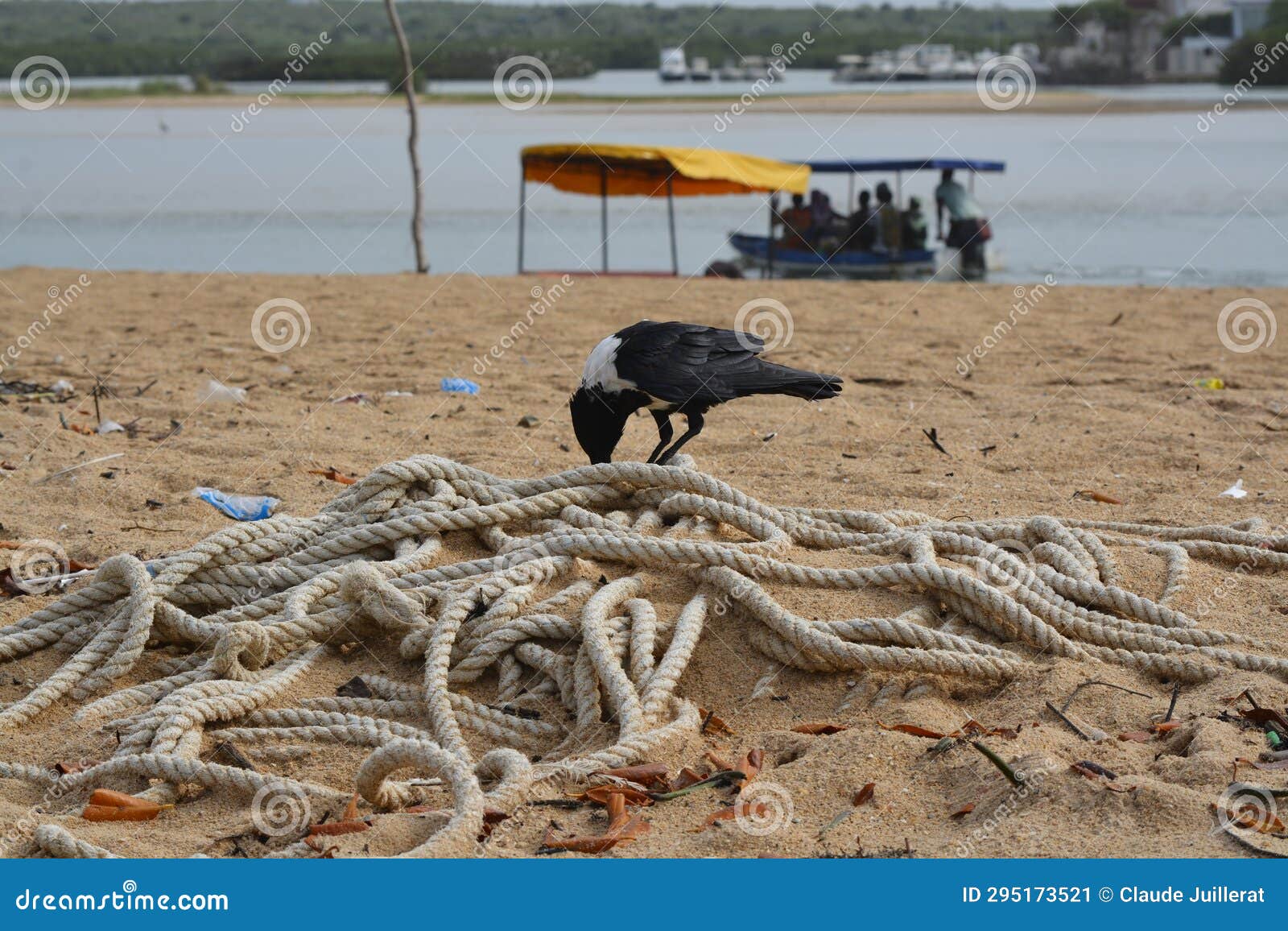 Black and White Crow on a Rope Stock Image - Image of shore, soil ...