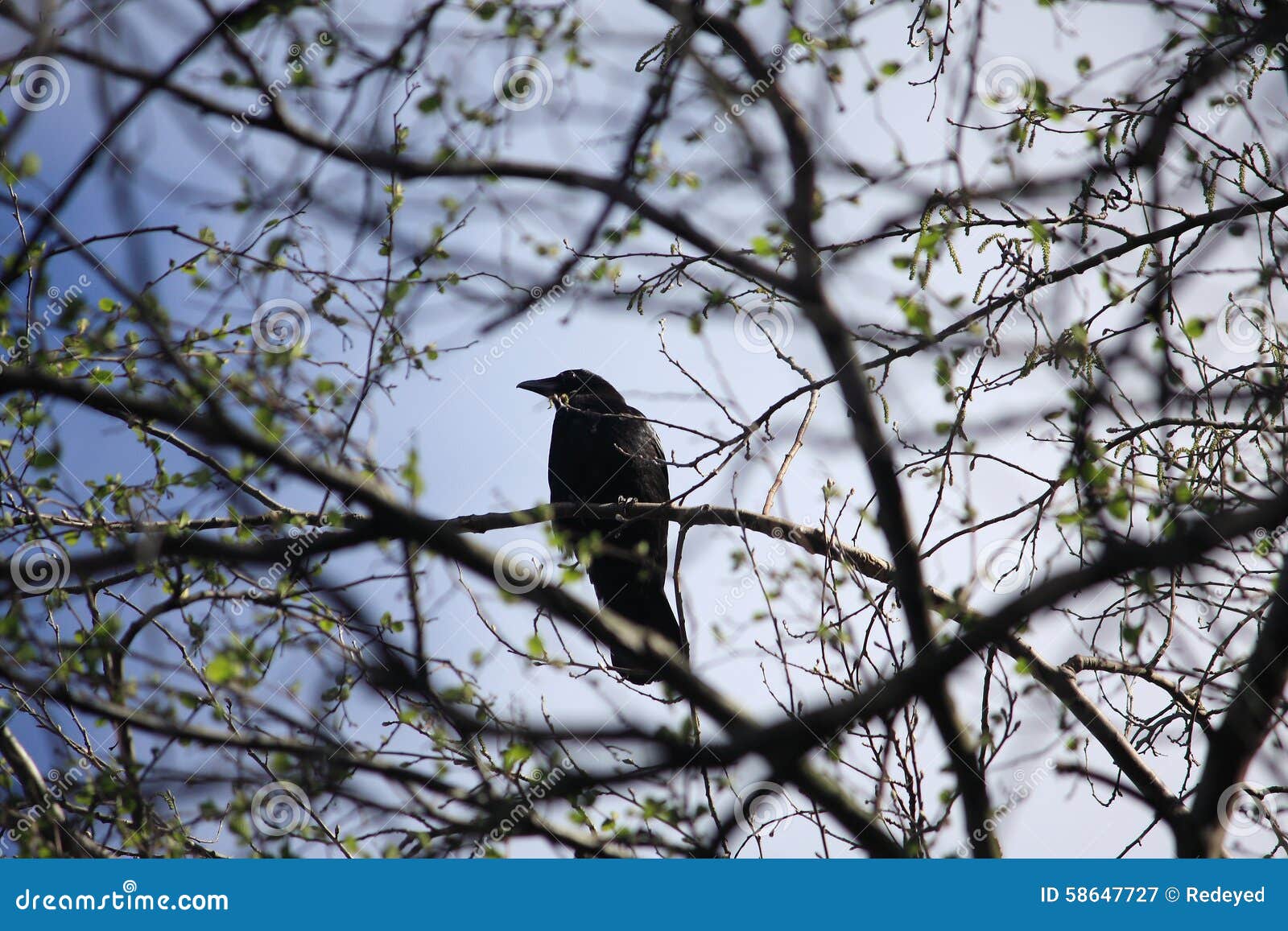 Black and White Crow in Tree Stock Image - Image of branches, limb ...