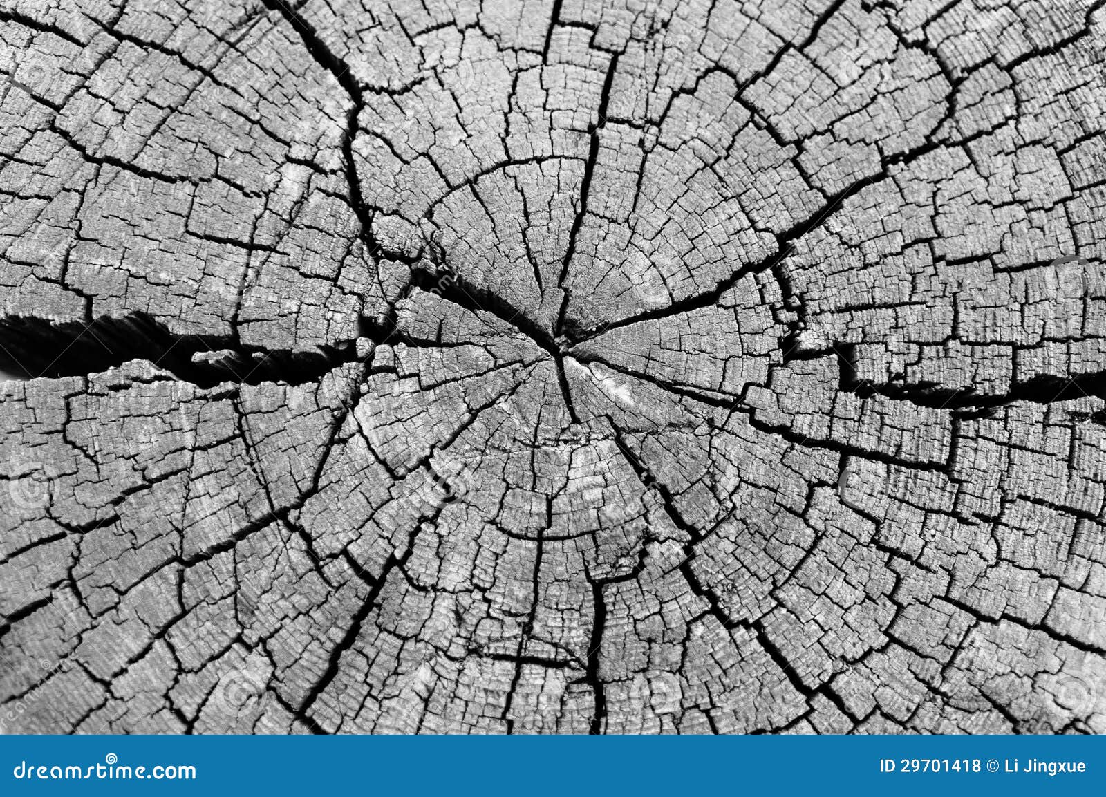 Cut log wood grain stock photo. Image of hickory, close - 29701418