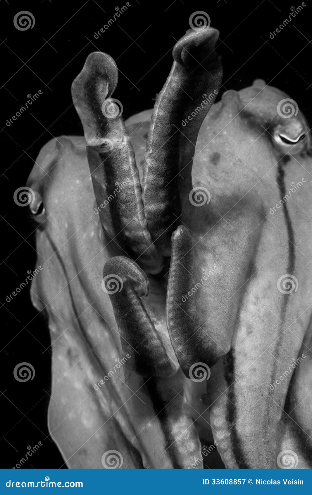 Black and white cuttlefish stock image. Image of ecosystem - 33608857