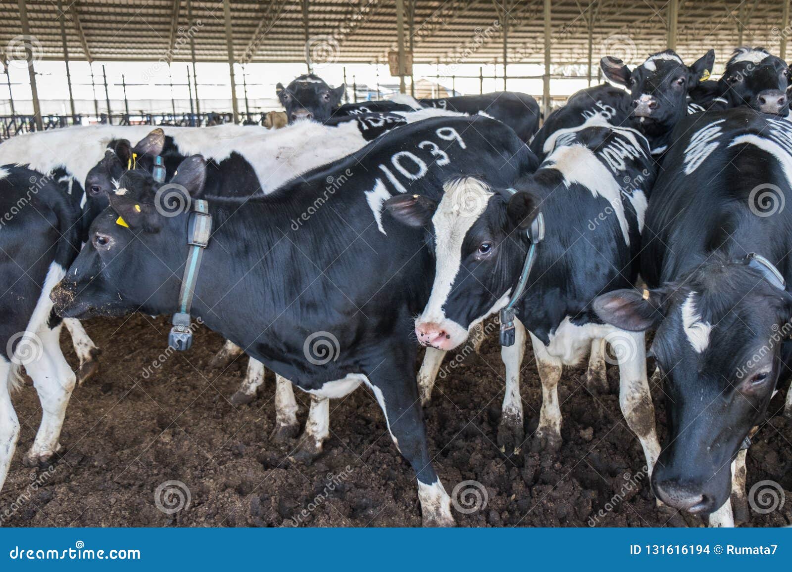 Black and White Dairy Cows at Farm Stock Photo - Image of ears, dairy: 131616194