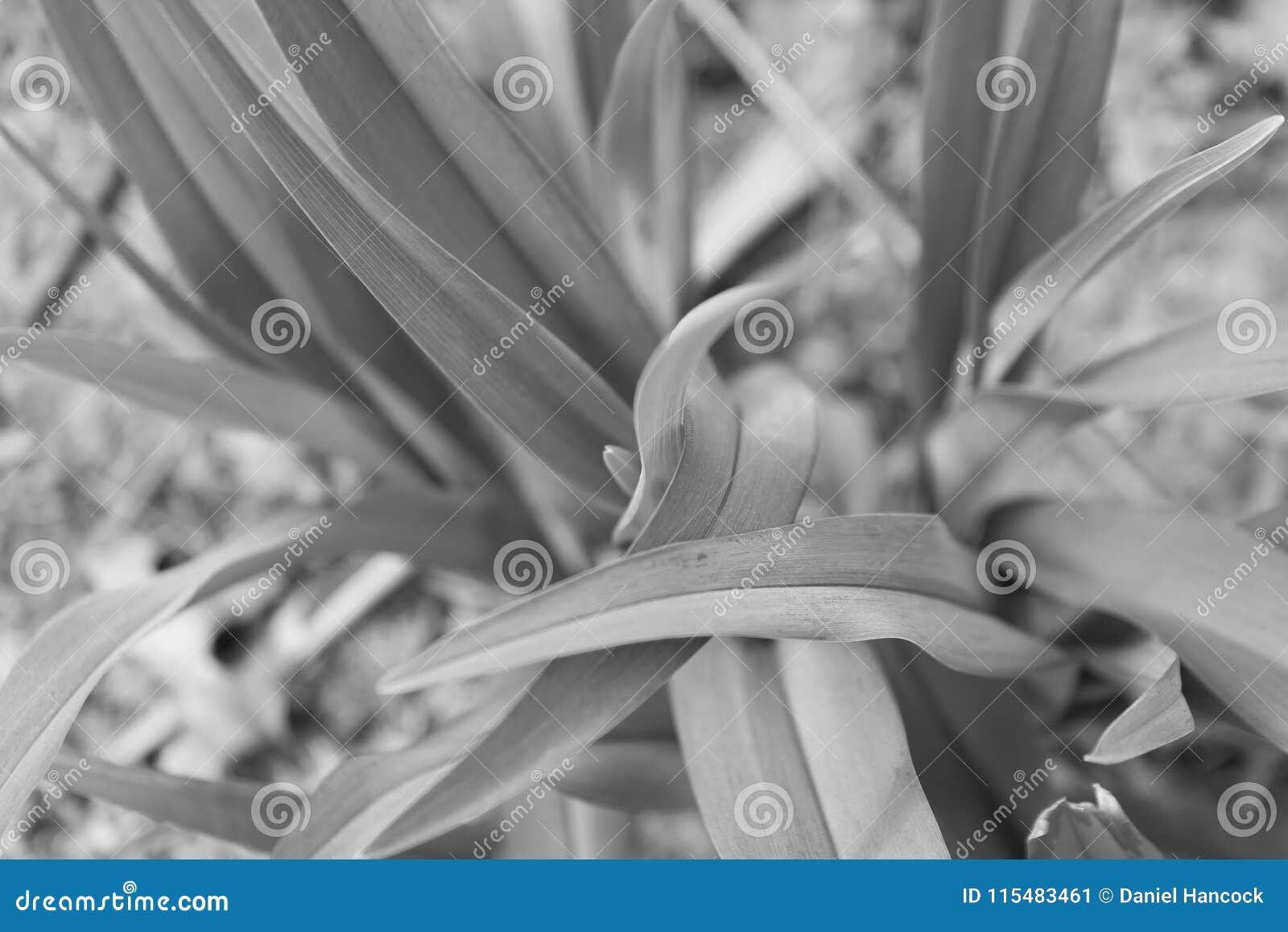 Grayscale Leaf Pattern stock image. Image of black, floral - 115483461