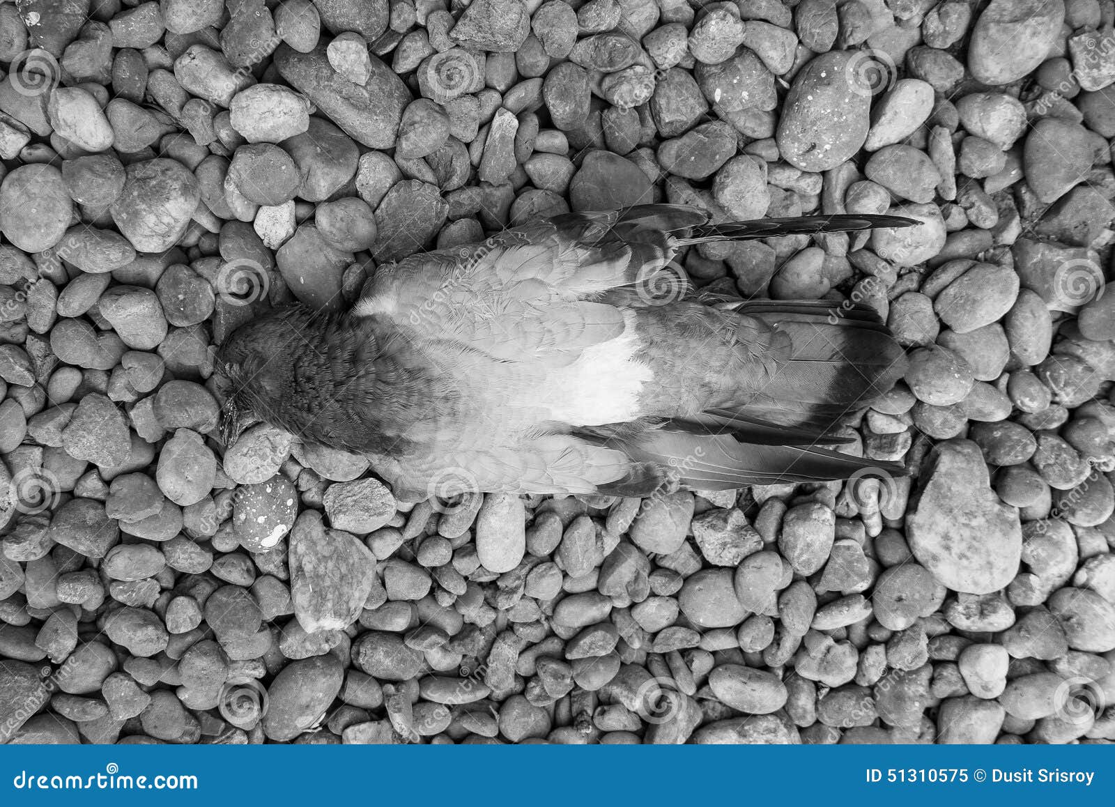 Black and White Dead Pigeon. Stock Image - Image of h5n1, fauna: 51310575