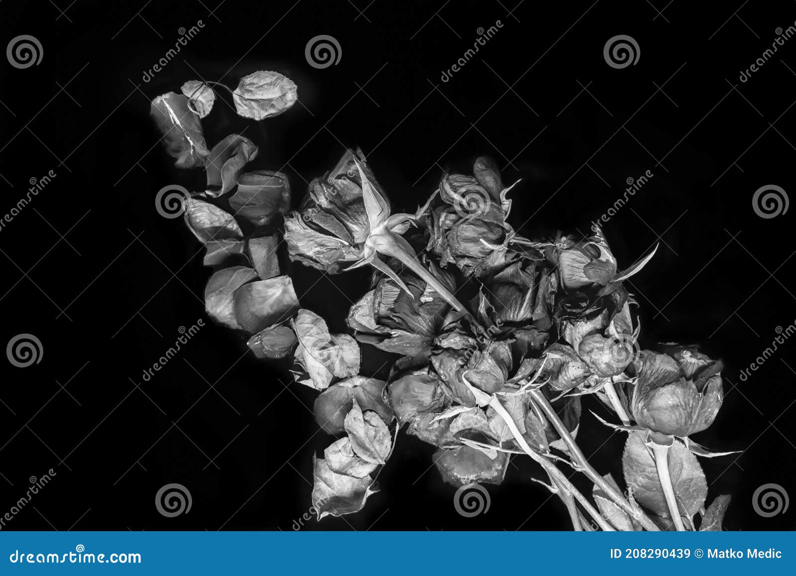 Black and White Dead Roses on the Black Background Stock Image - Image ...