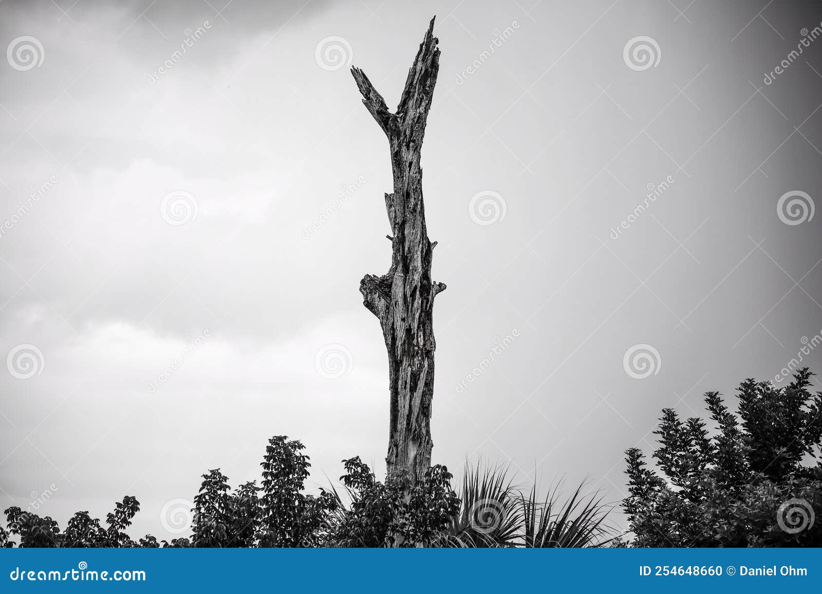 Black and White Dead Tree with Branches Stock Photo - Image of ...