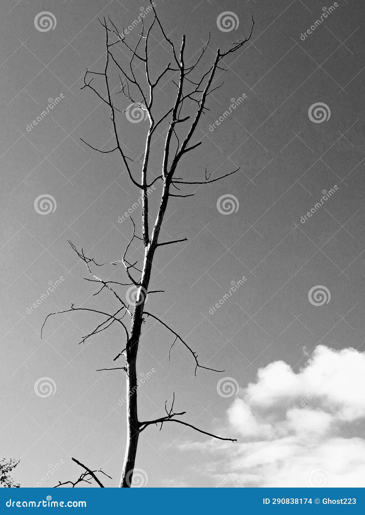 Black and White Dead Tree and Sky Stock Photo - Image of black, white ...