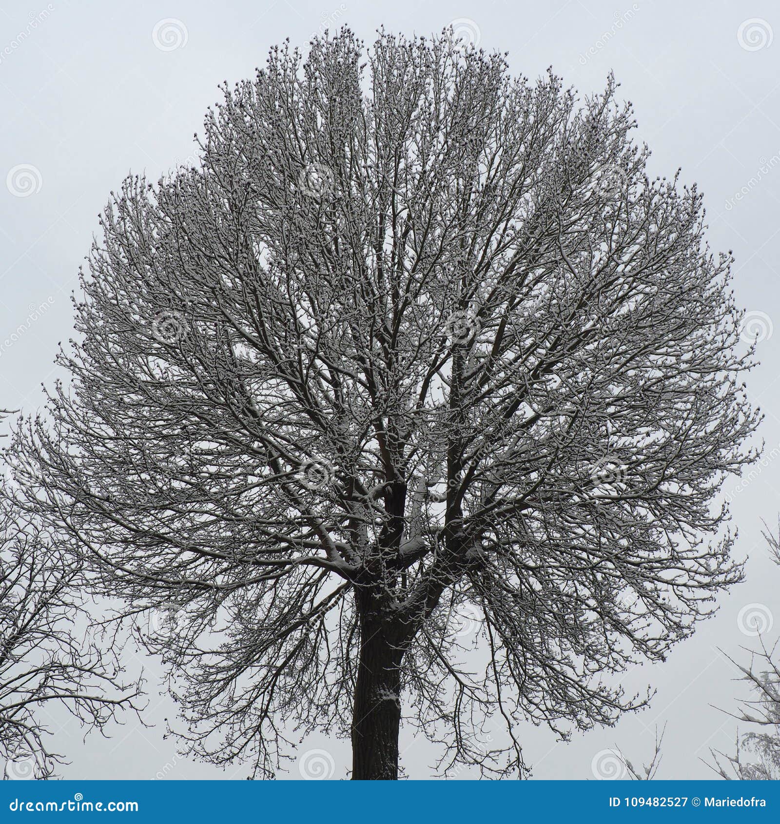 Dead Tree in Winter Under the Snow Stock Image - Image of landscape ...