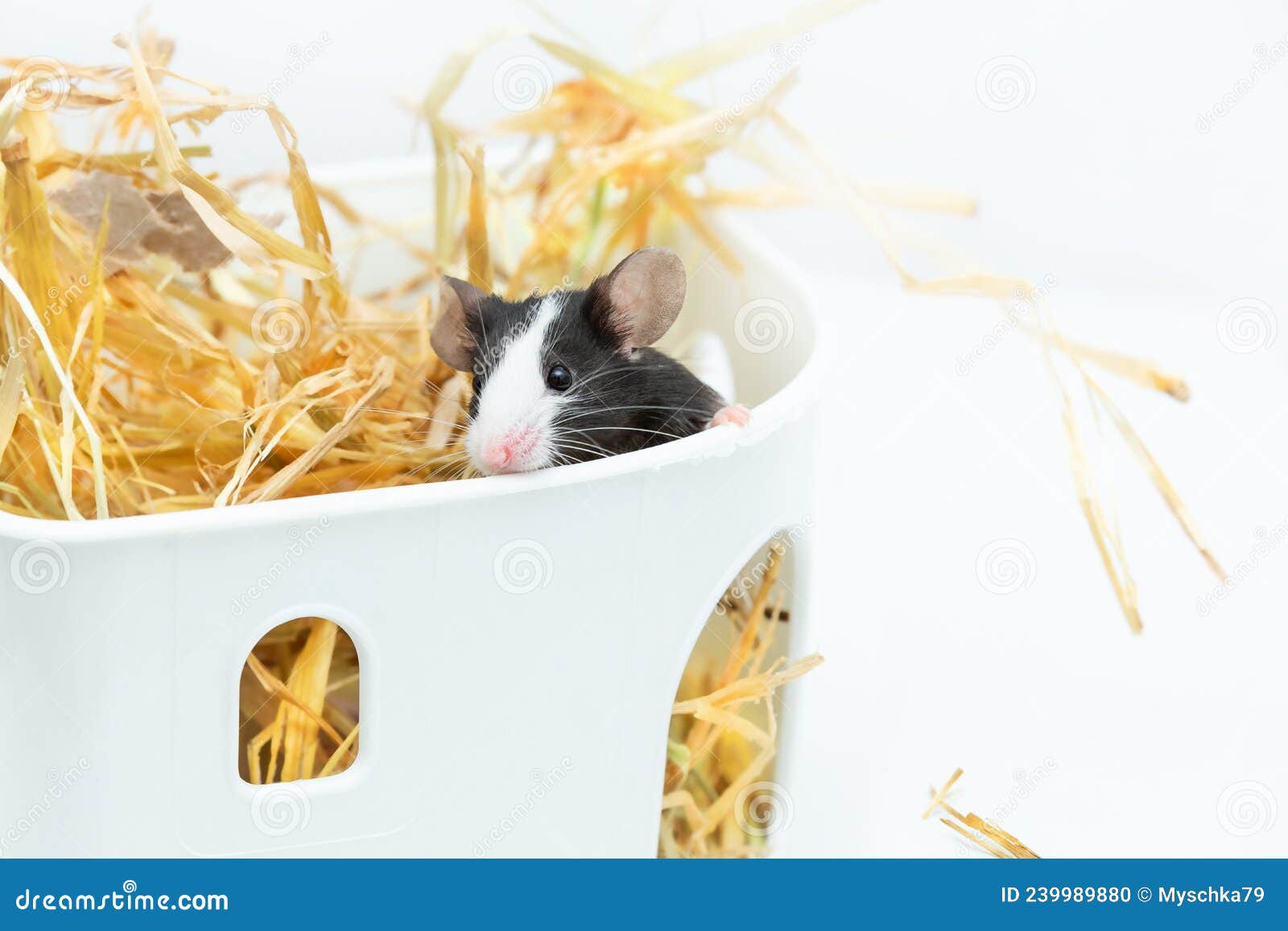 Black and White Decorative Mouse Close-up Peeking Out of a White Box ...