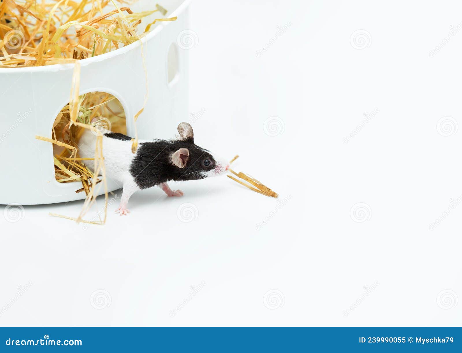 Black and White Decorative Mouse Crawls Out of a Box with Hay on a ...