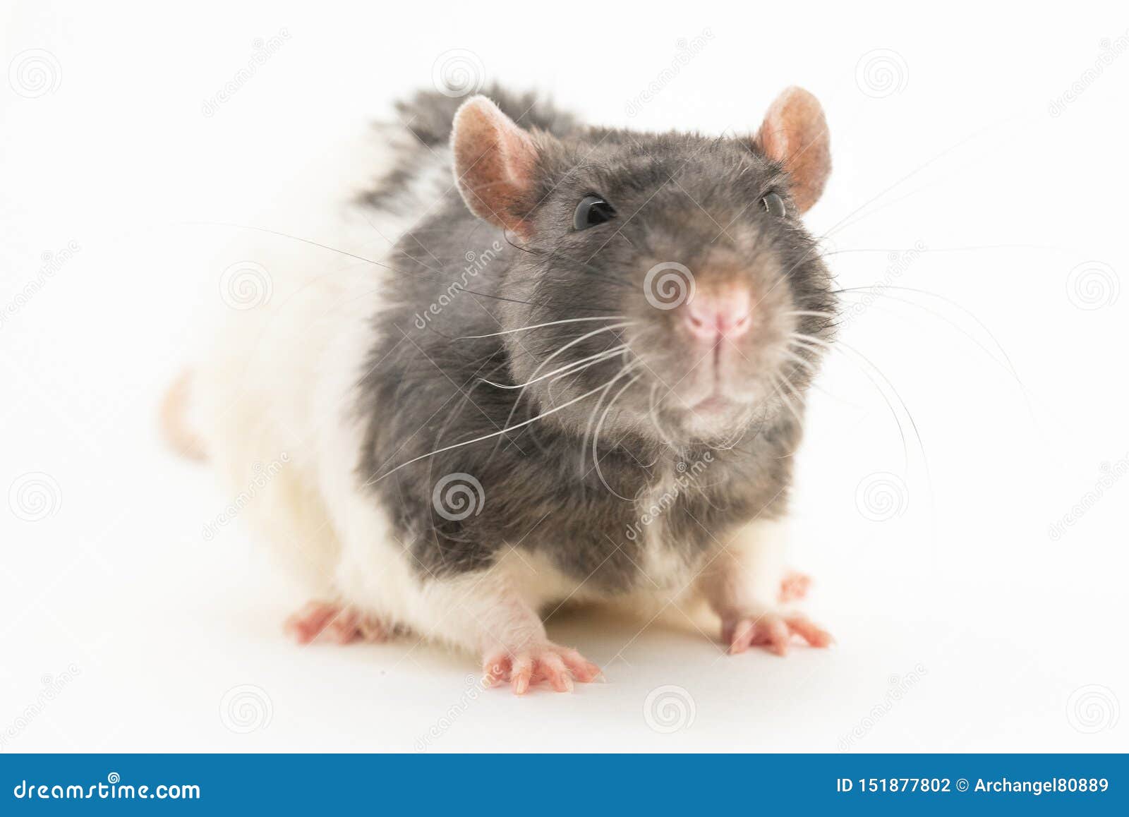Black-and-white Decorative Rat with an Angry Expression on the Muzzle ...