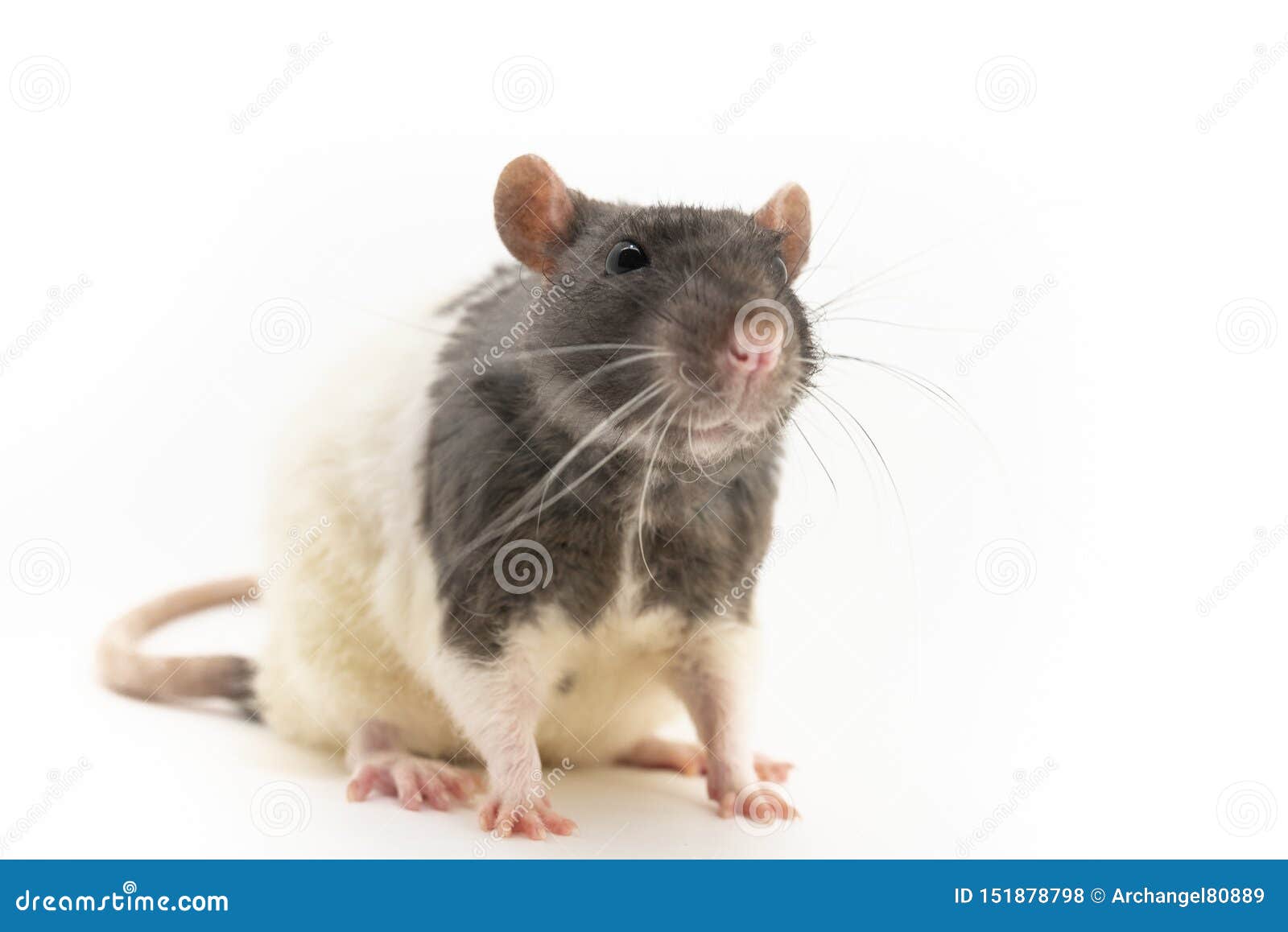 Black-and-white Decorative Rat, with a Cute Expression on the Muzzle ...