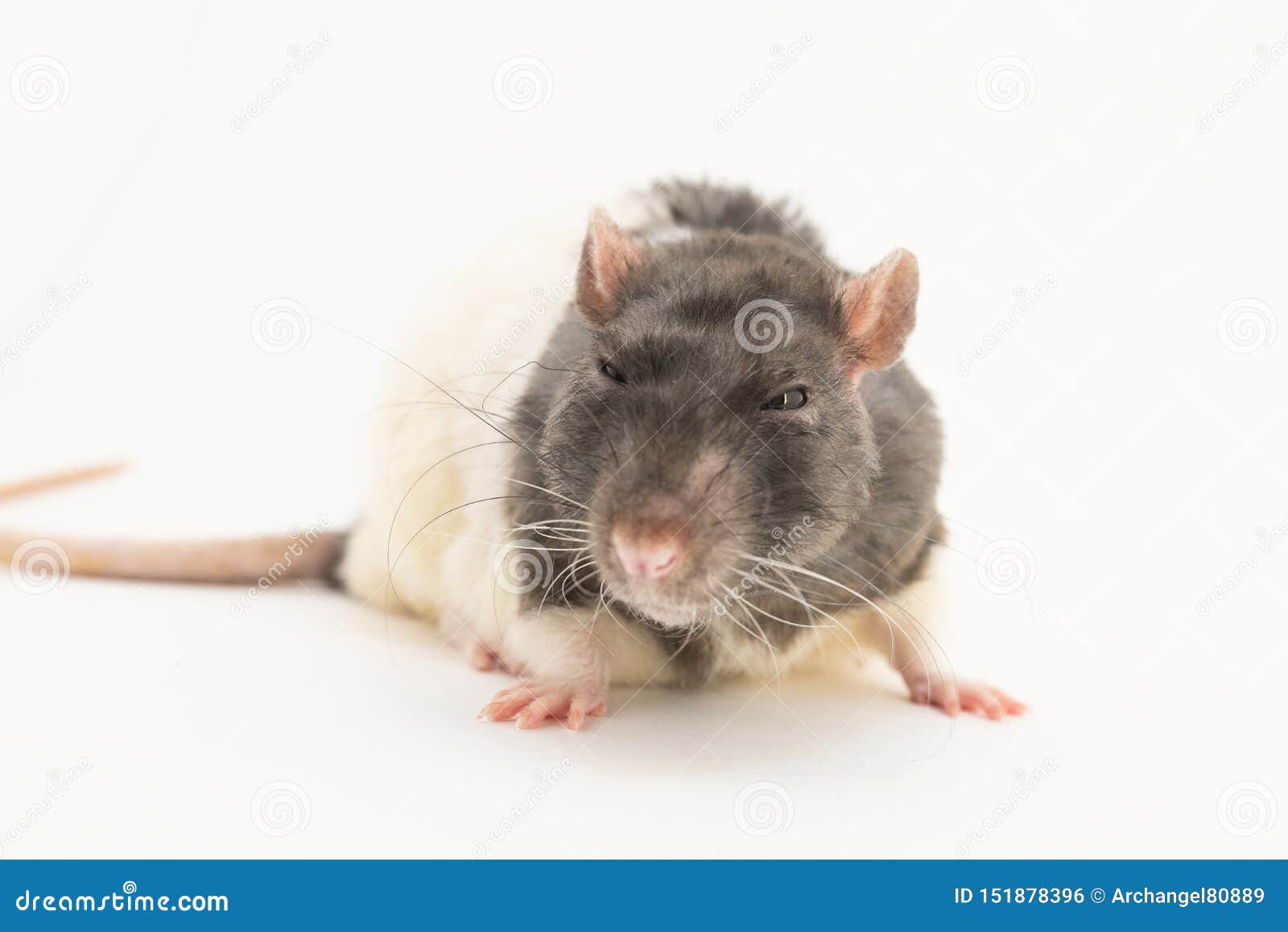 Black-and-white Decorative Rat with a Suspicious Expression on His ...