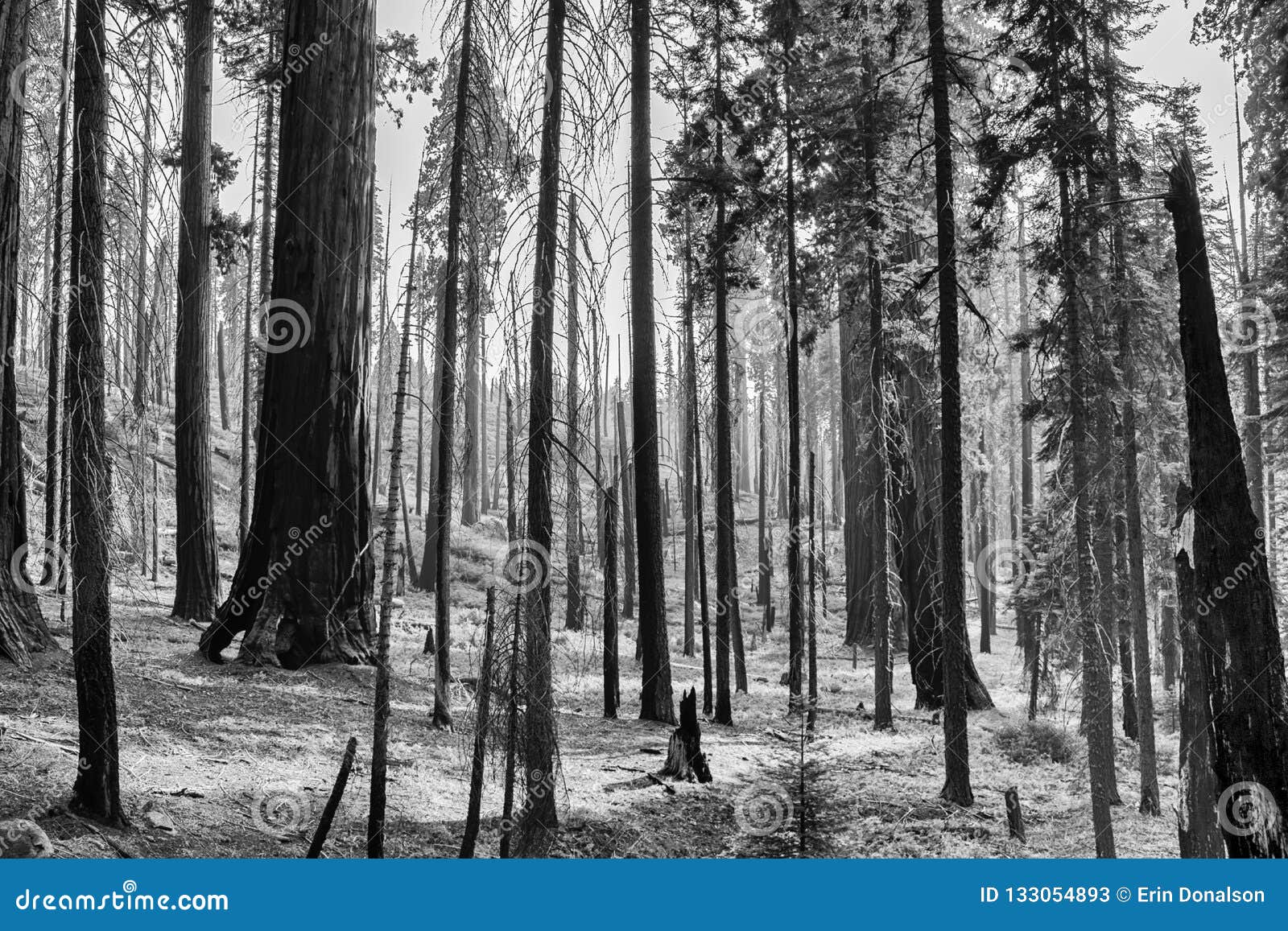 Black and White Desolate Landscape Burned Trees after Fire Stock Image ...
