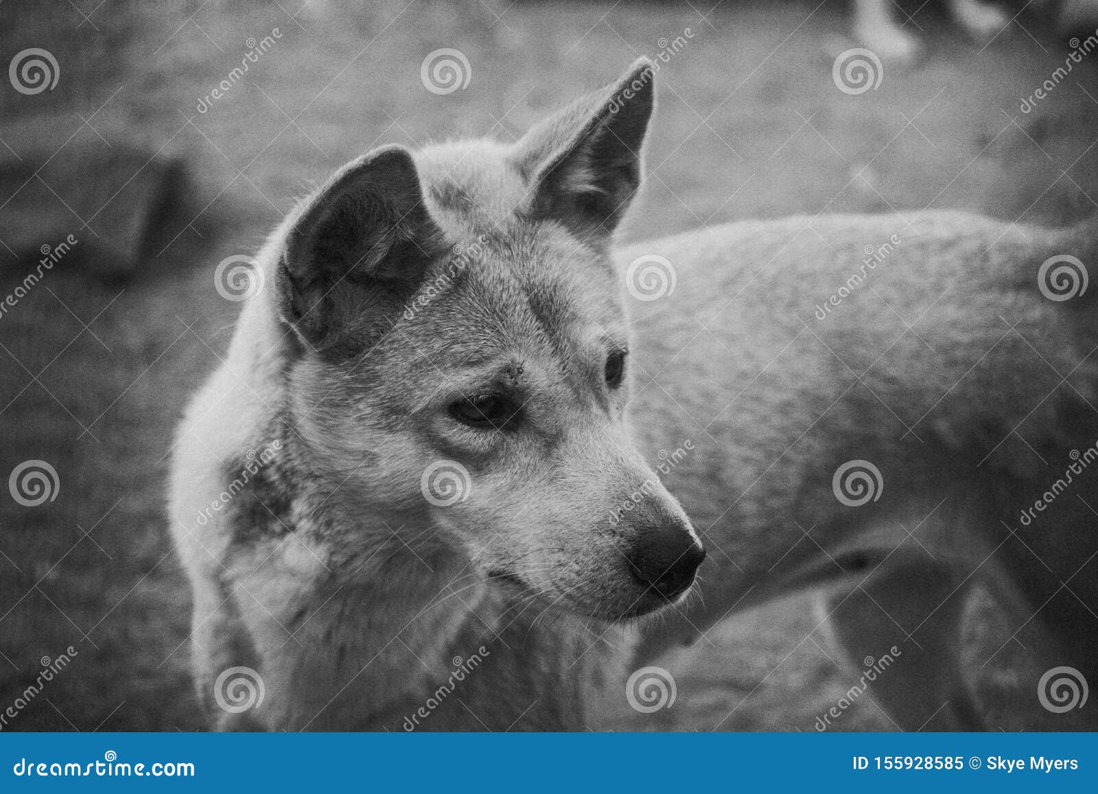 Black and white dingo stock image. Image of looking - 155928585