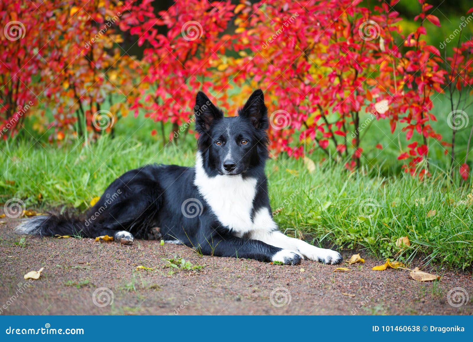 Dog stock photo. Image of animal, herding, border, bicolour - 101460638