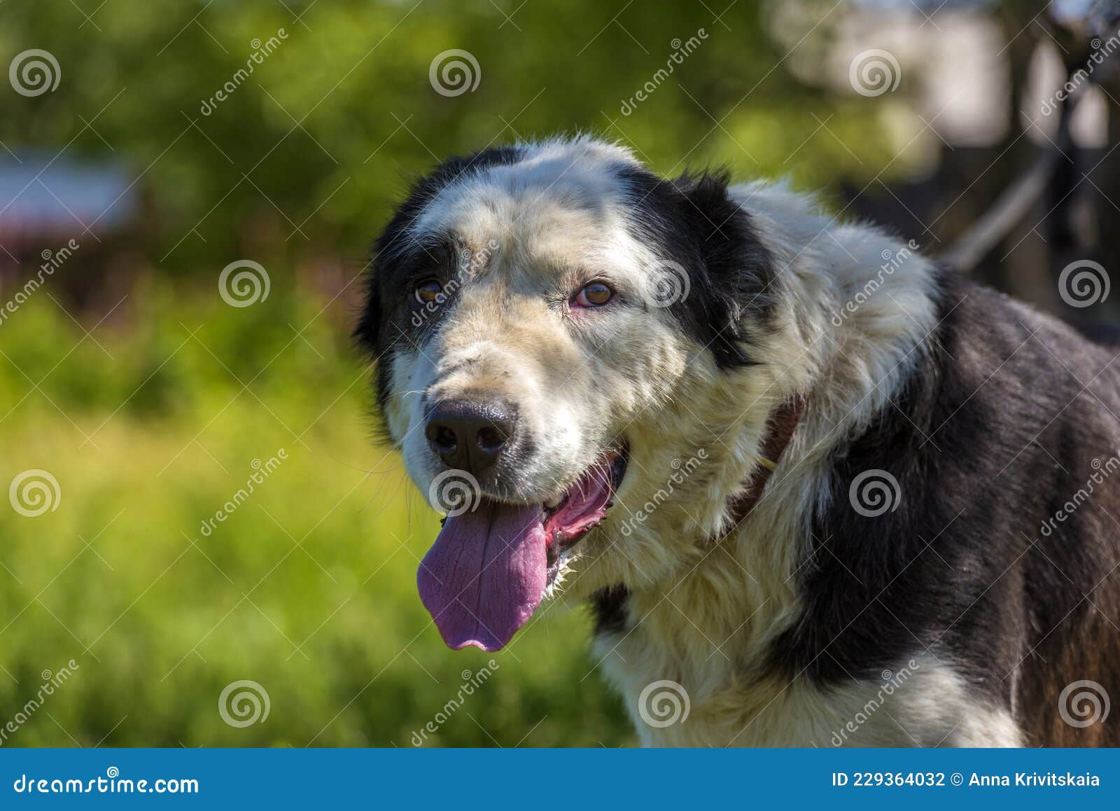 Black and White Dog Alabai among the Grass Stock Photo - Image of ...