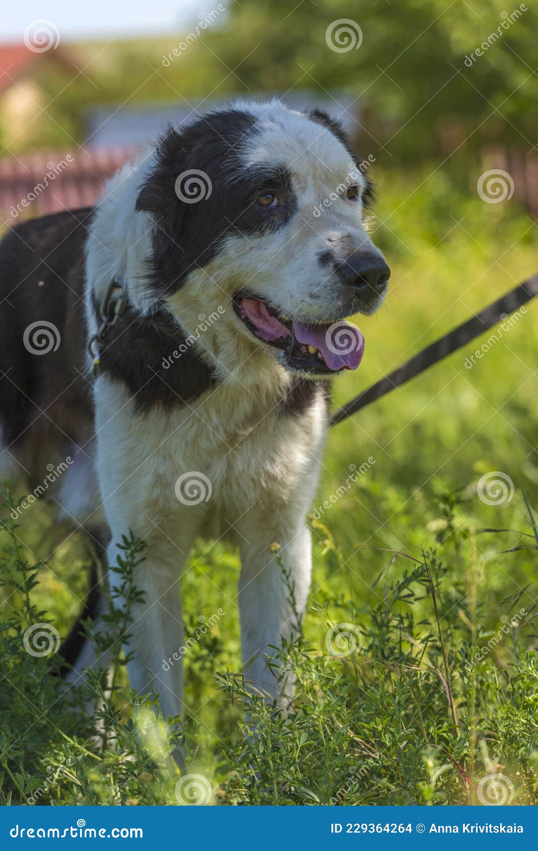 Black and White Dog Alabai among the Grass Stock Photo - Image of ...