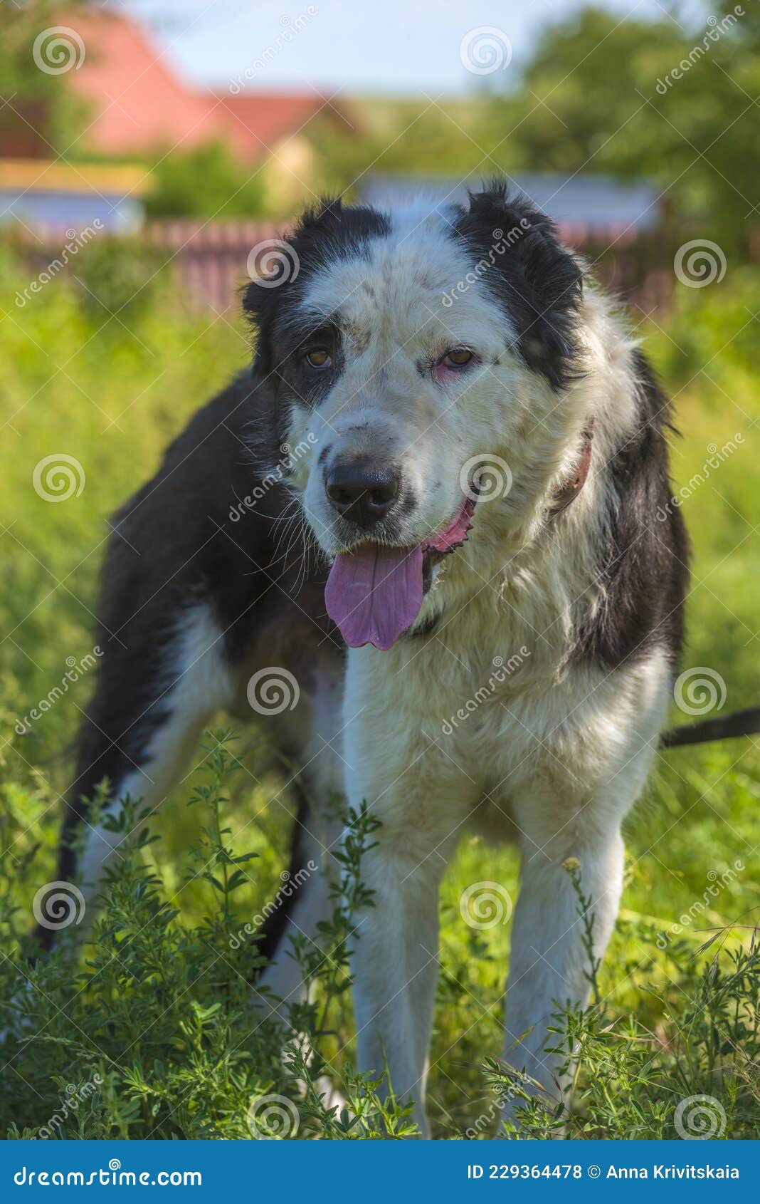 Black and White Dog Alabai among the Grass Stock Photo - Image of ...
