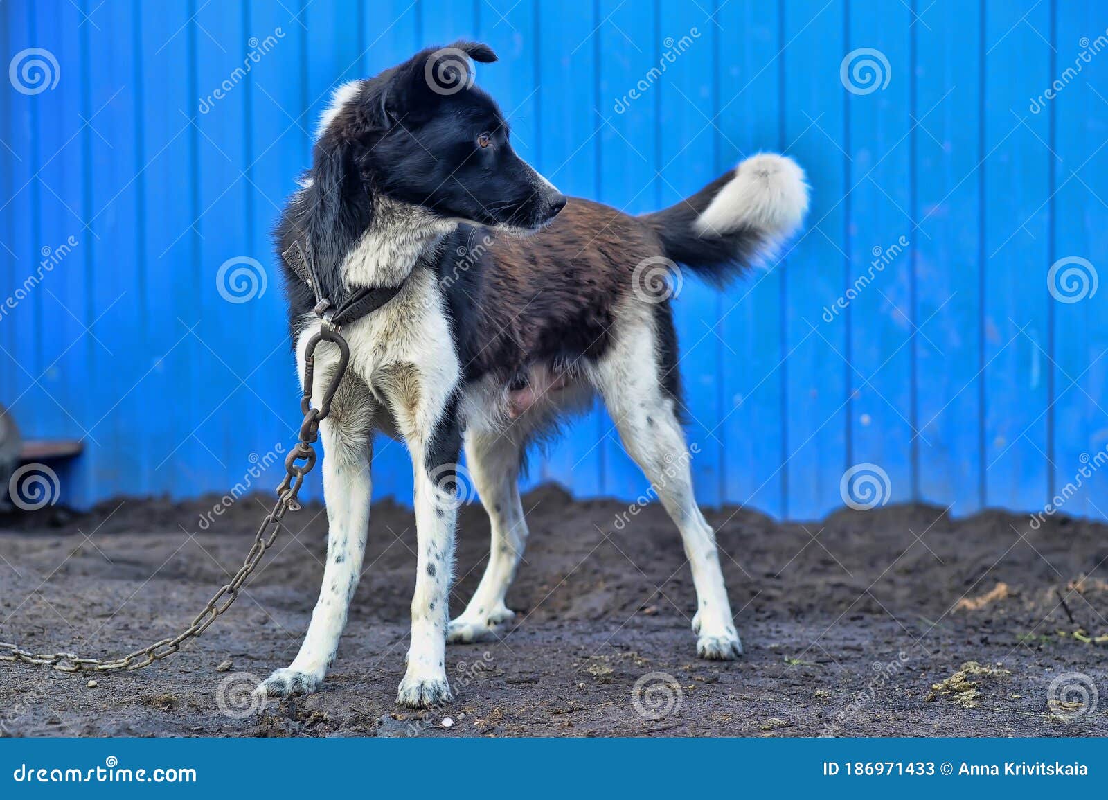 Guard Dog On A Chain Royalty-Free Stock Photo | CartoonDealer.com #74720169