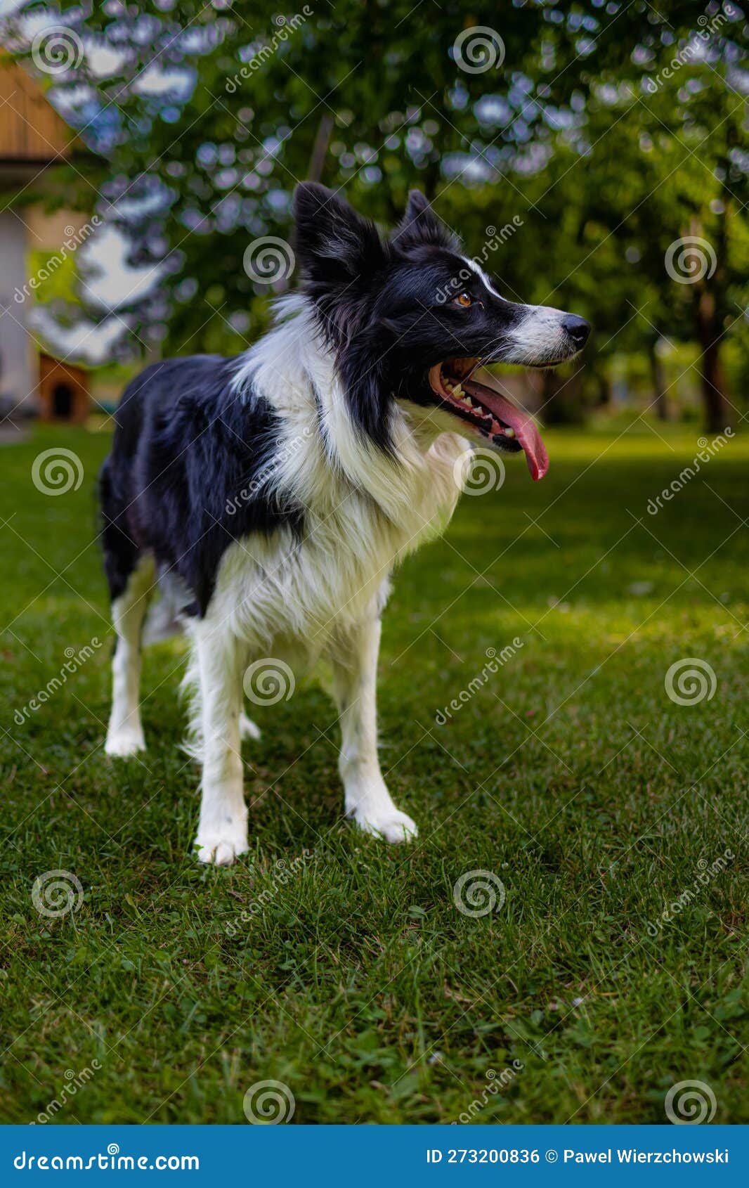 A Black and White Dog in a Green Glade Full of Grass and Trees Stock ...