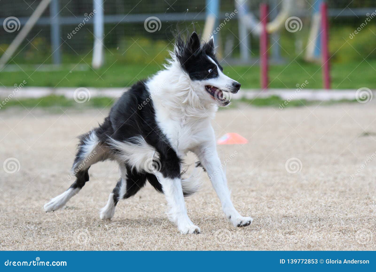 Black and White Dog Landing on the Lawn Stock Image - Image of black ...
