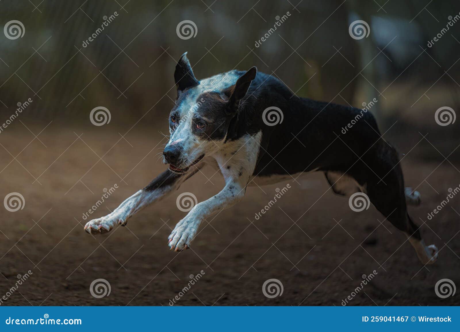 Black and White Dog Leaping in the Air in a Park Stock Image - Image of ...