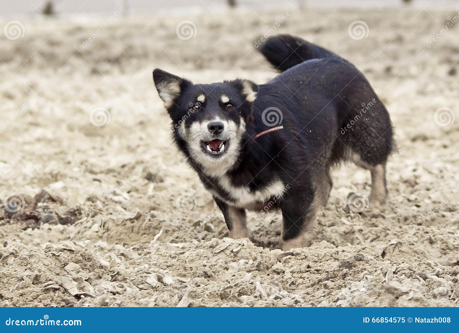 Black and White Dog with a Red Collar Standing Stock Image - Image of ...
