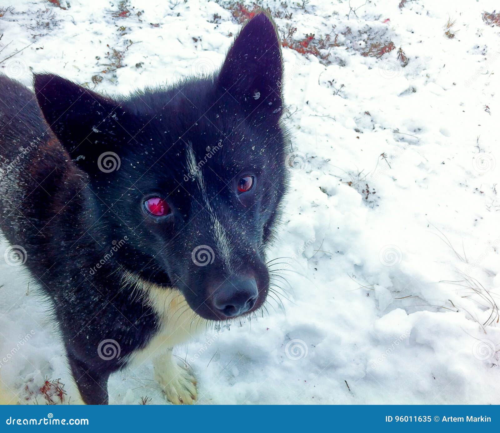 Black White Dog with a Red Eye Stock Image - Image of nature, yamal ...