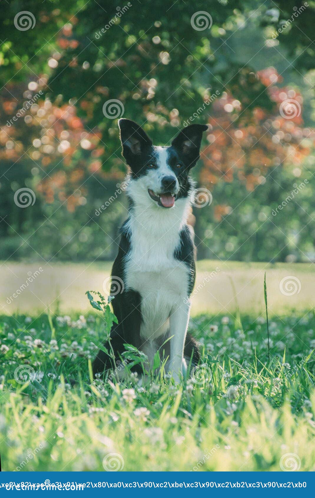 Black and White Dog Sitting Under a Tree Stock Image - Image of summer ...