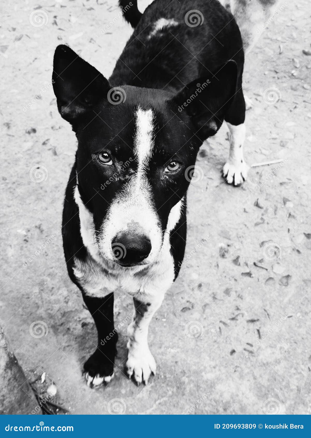 Black and White Doggy Standing Looking My Camera Stock Image - Image of ...