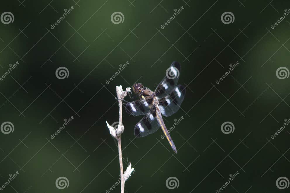 Black and White Dragonfly Side Angle Stock Image - Image of macro ...