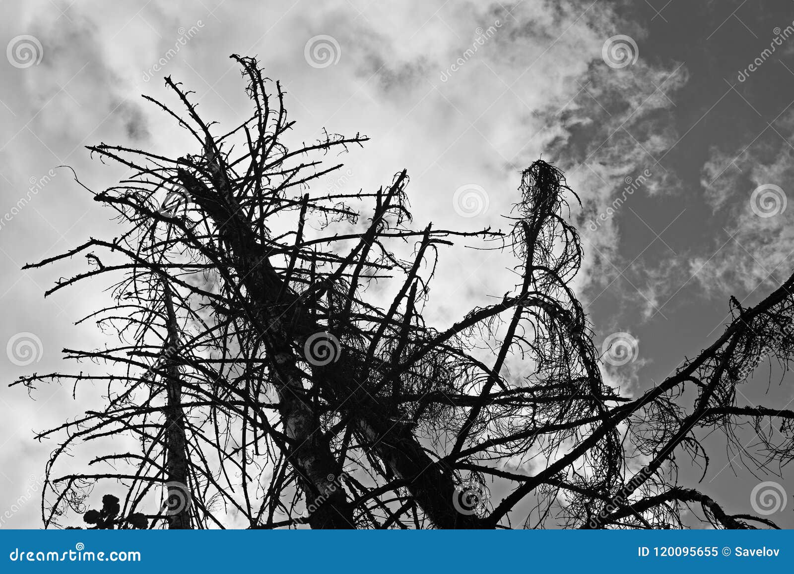Black and White Dramatic Photo Dry Tree and Clouds Stock Image - Image ...