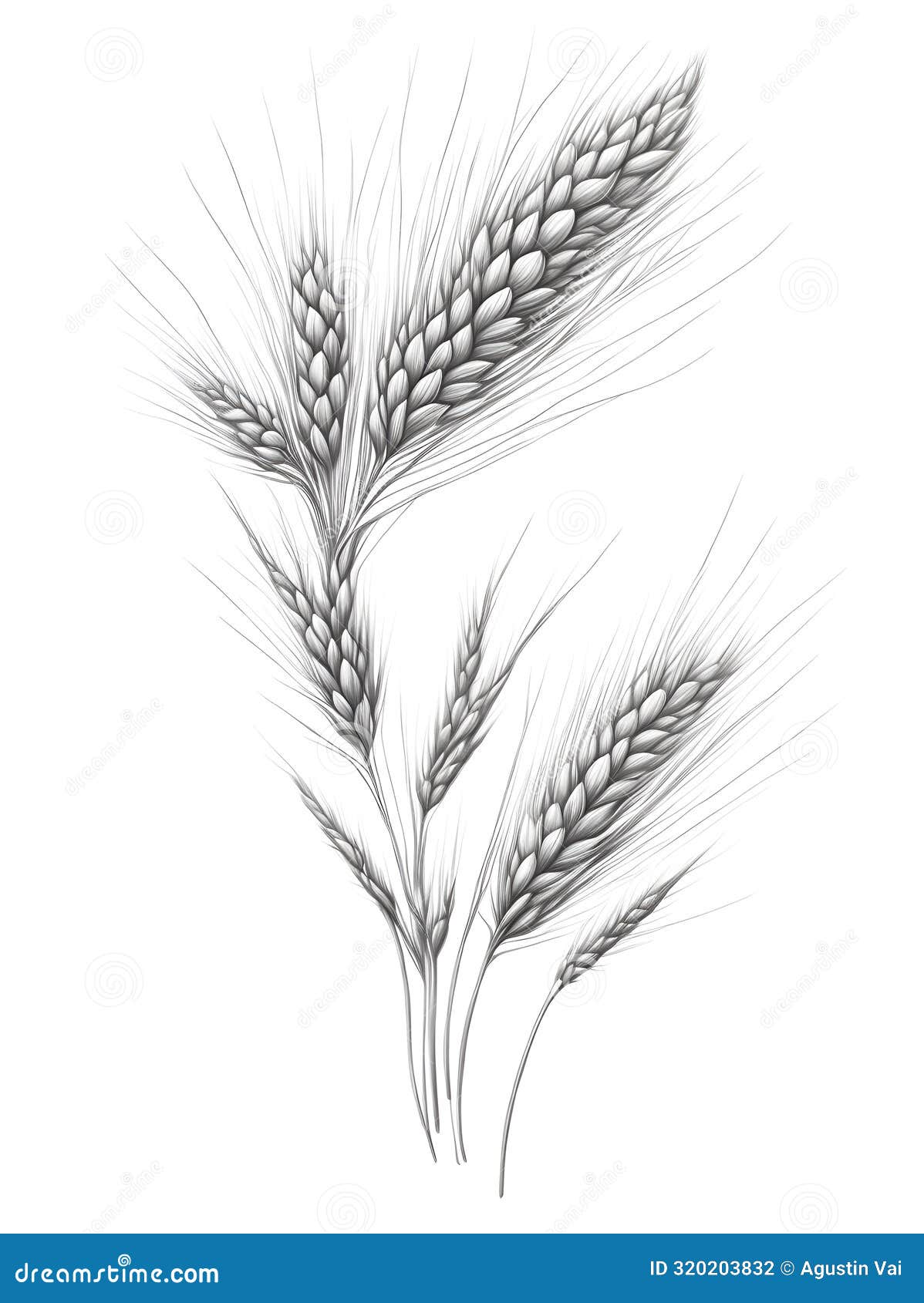 Black and White Draw of Wheat Stalks on a White Background with Copy ...