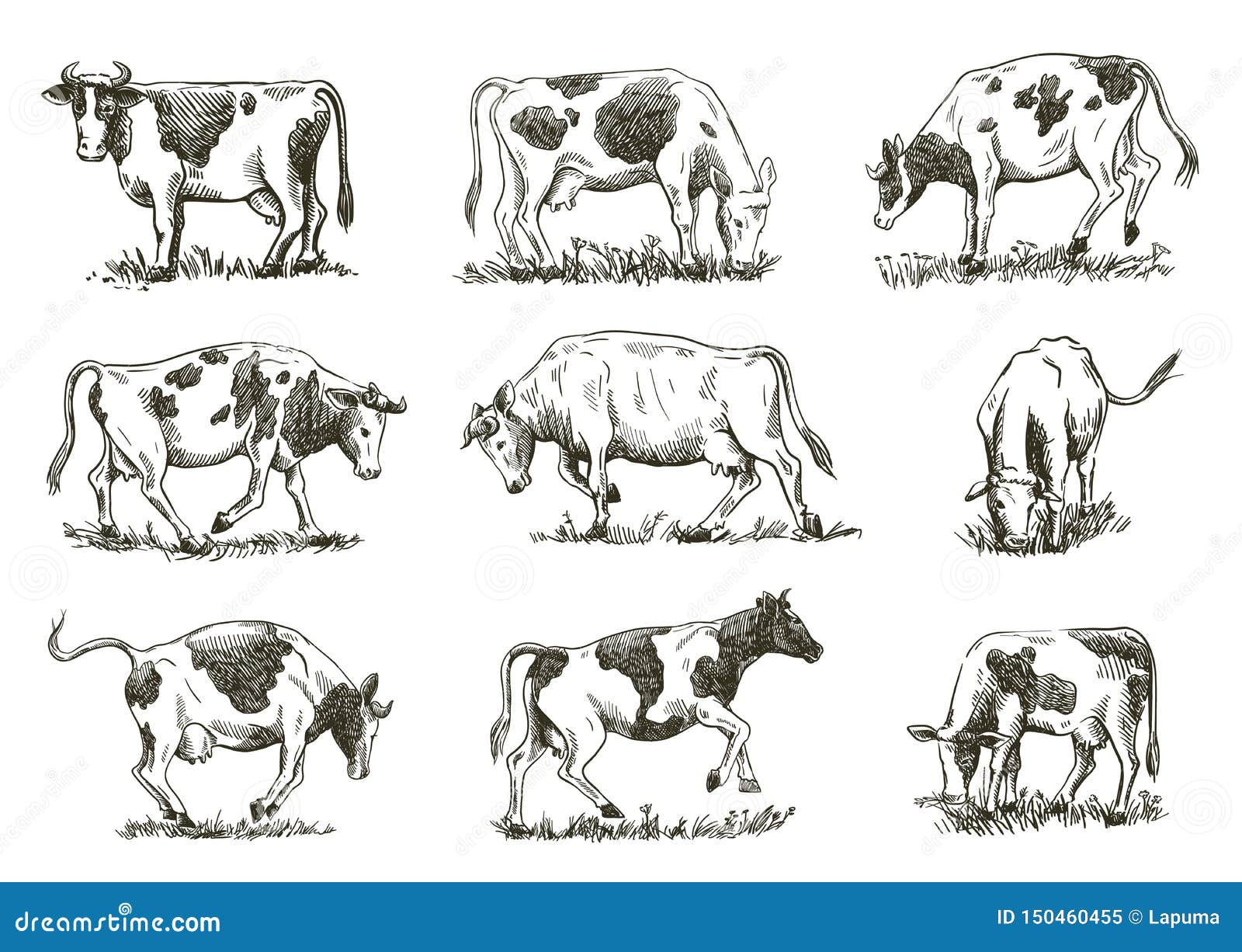 Black and White Drawing of Cows in Different Poses Stock Vector ...