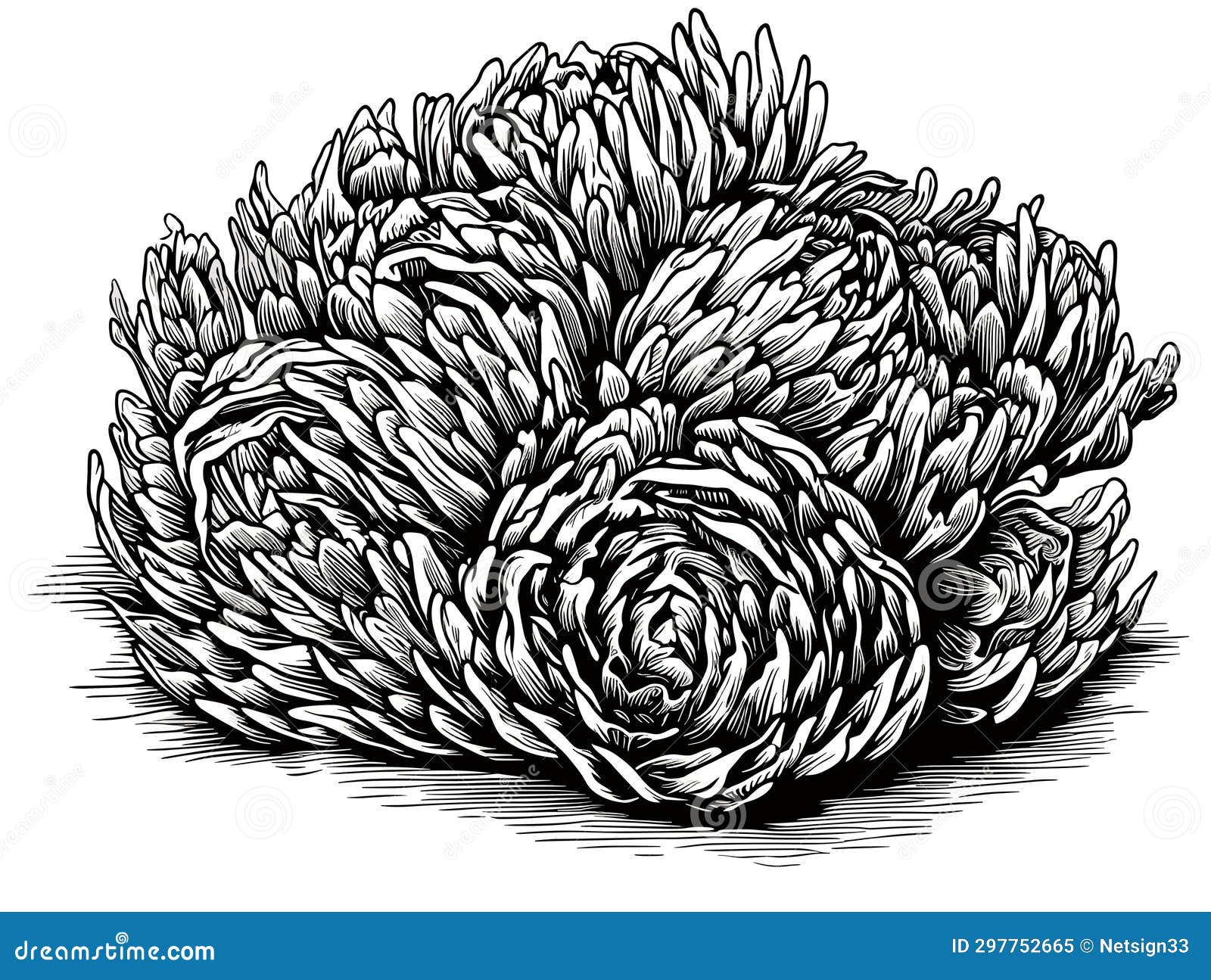 A Black and White Drawing of a Flower - Woodcut of a Cholla Cactus ...