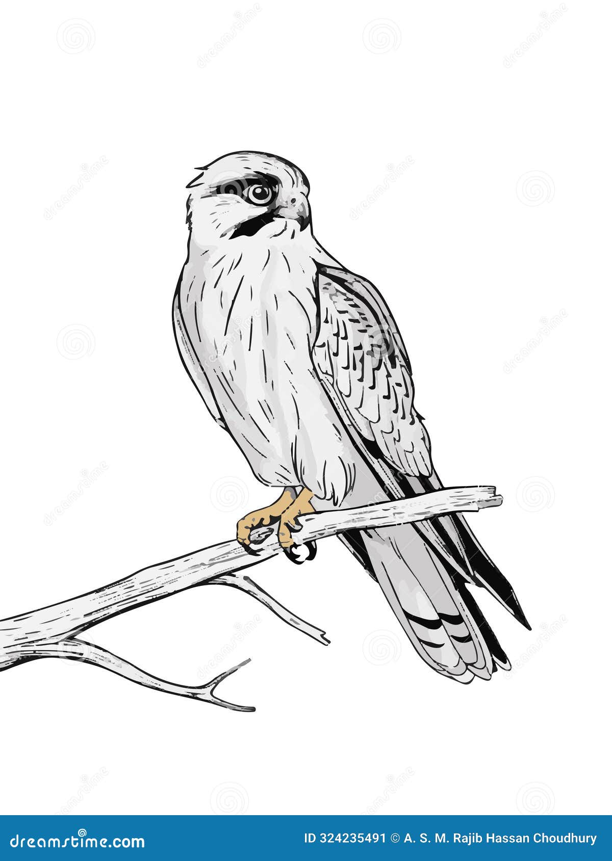 Black and White Drawing of a Hawk Sitting on a Branch Stock Vector ...