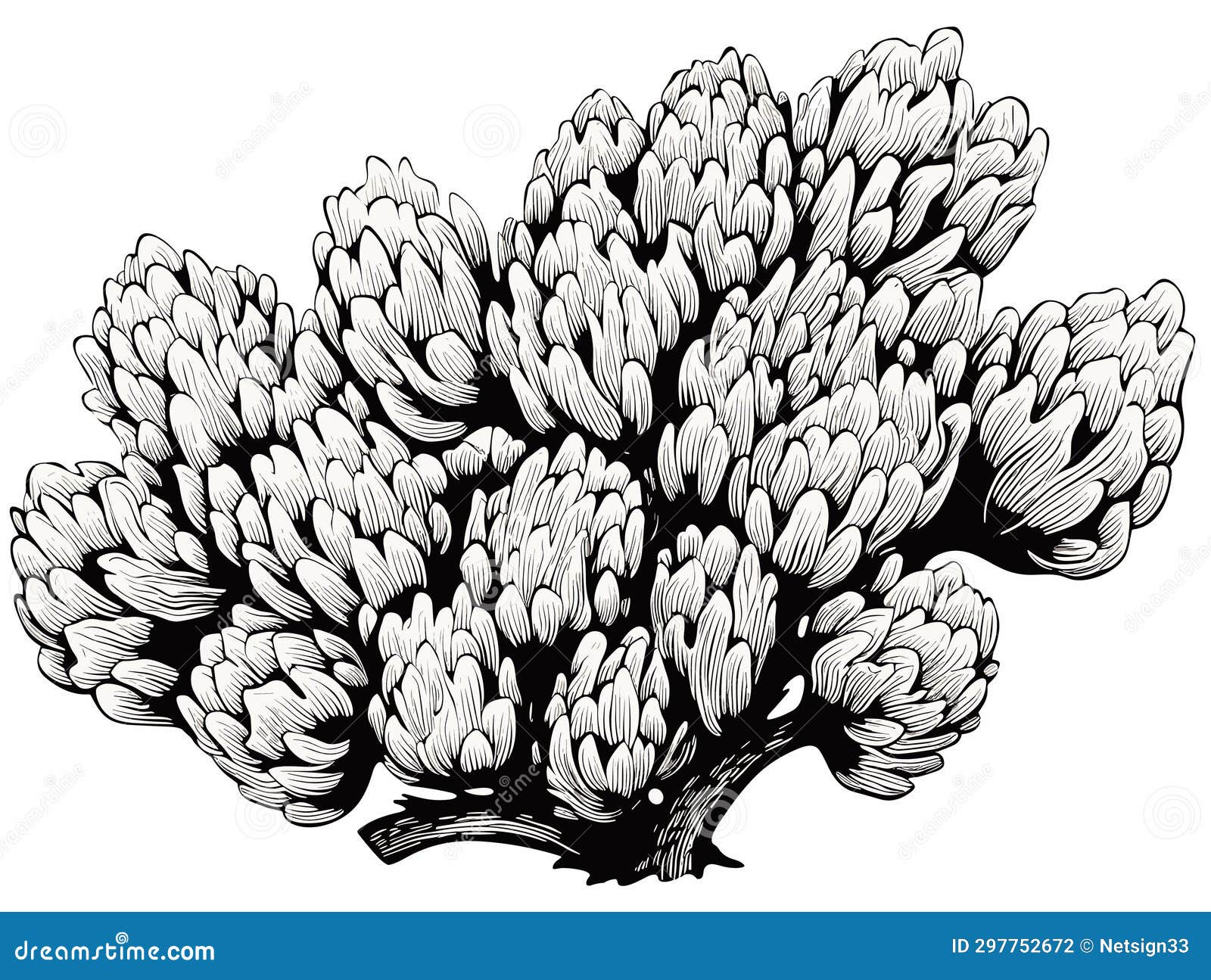 A Black and White Drawing of a Plant - Woodcut of a Cholla Cactus Stock ...