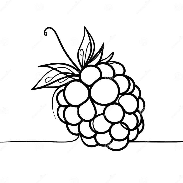 A Black and White Drawing of a Raspberry Stock Illustration ...