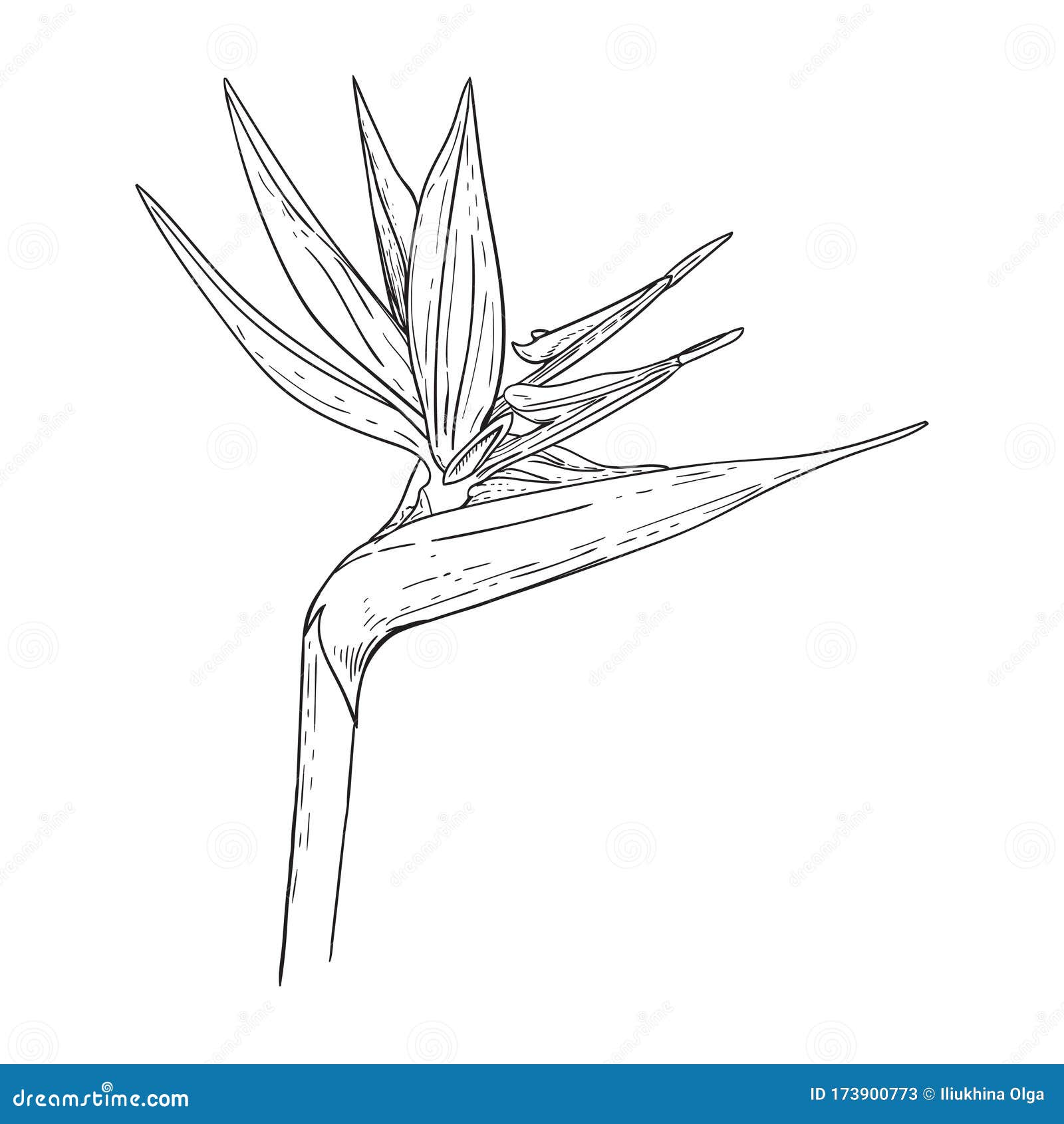 Black and White Drawing of Strelitzia Flower Stock Illustration ...