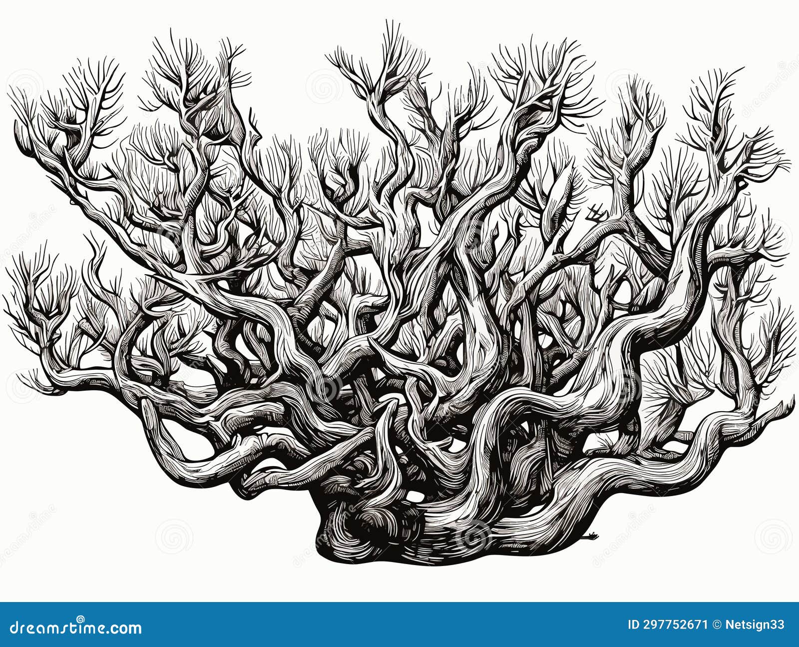 A Black and White Drawing of a Tree - Woodcut of a Cholla Cactus Stock ...