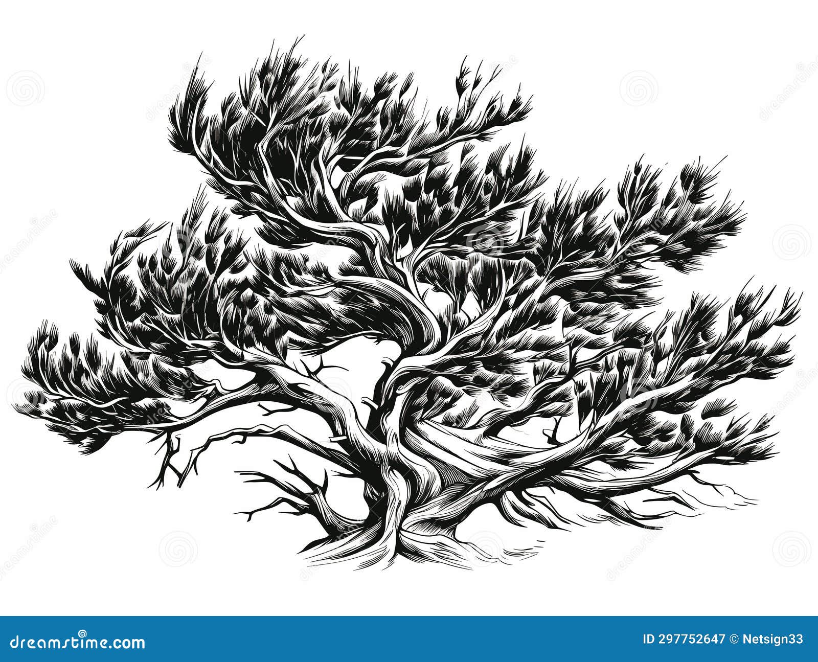 A Black and White Drawing of a Tree - Woodcut of a Juniper Bush Stock ...