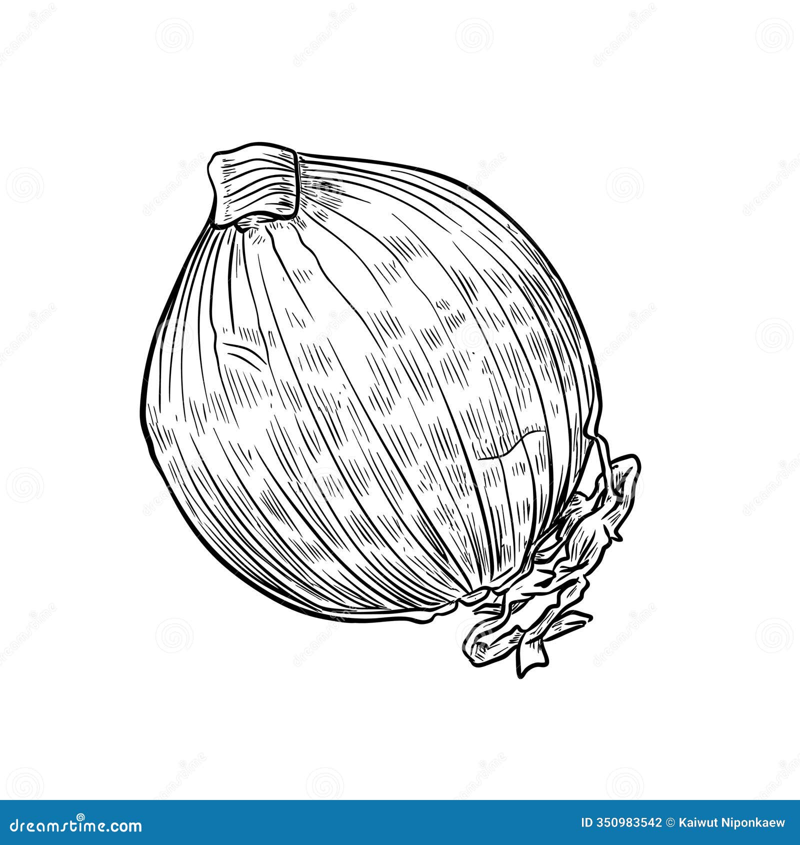 Onion Root Tip Mitosis Stages Under Microscope Royalty-Free Stock ...