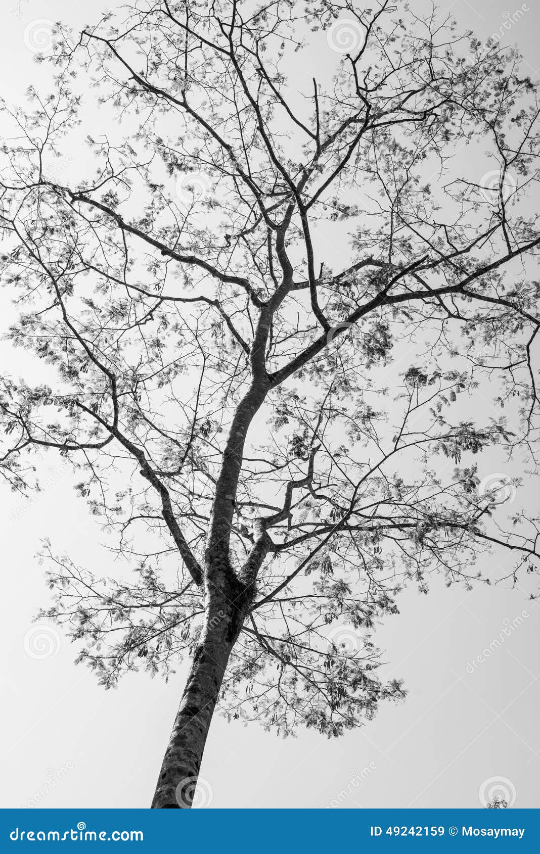 Black and white dry tree stock image. Image of wallpaper - 49242159
