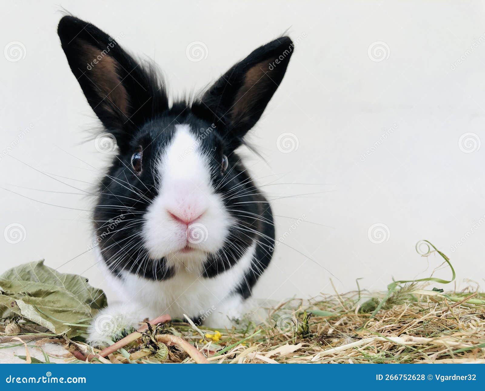 Black and White Dutch Rabbit Stock Photo - Image of furry, black: 266752628