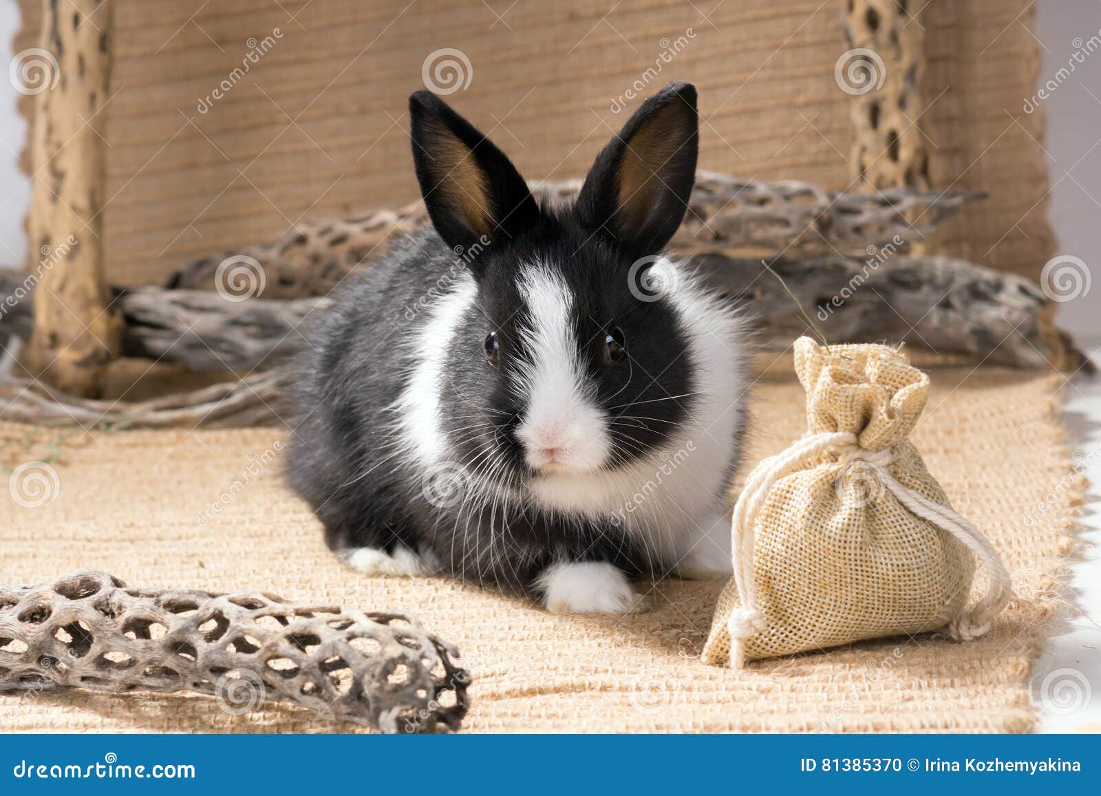 Black and White Dutch Rabbit Dwarf on Sackcloth. One Month Stock Photo ...