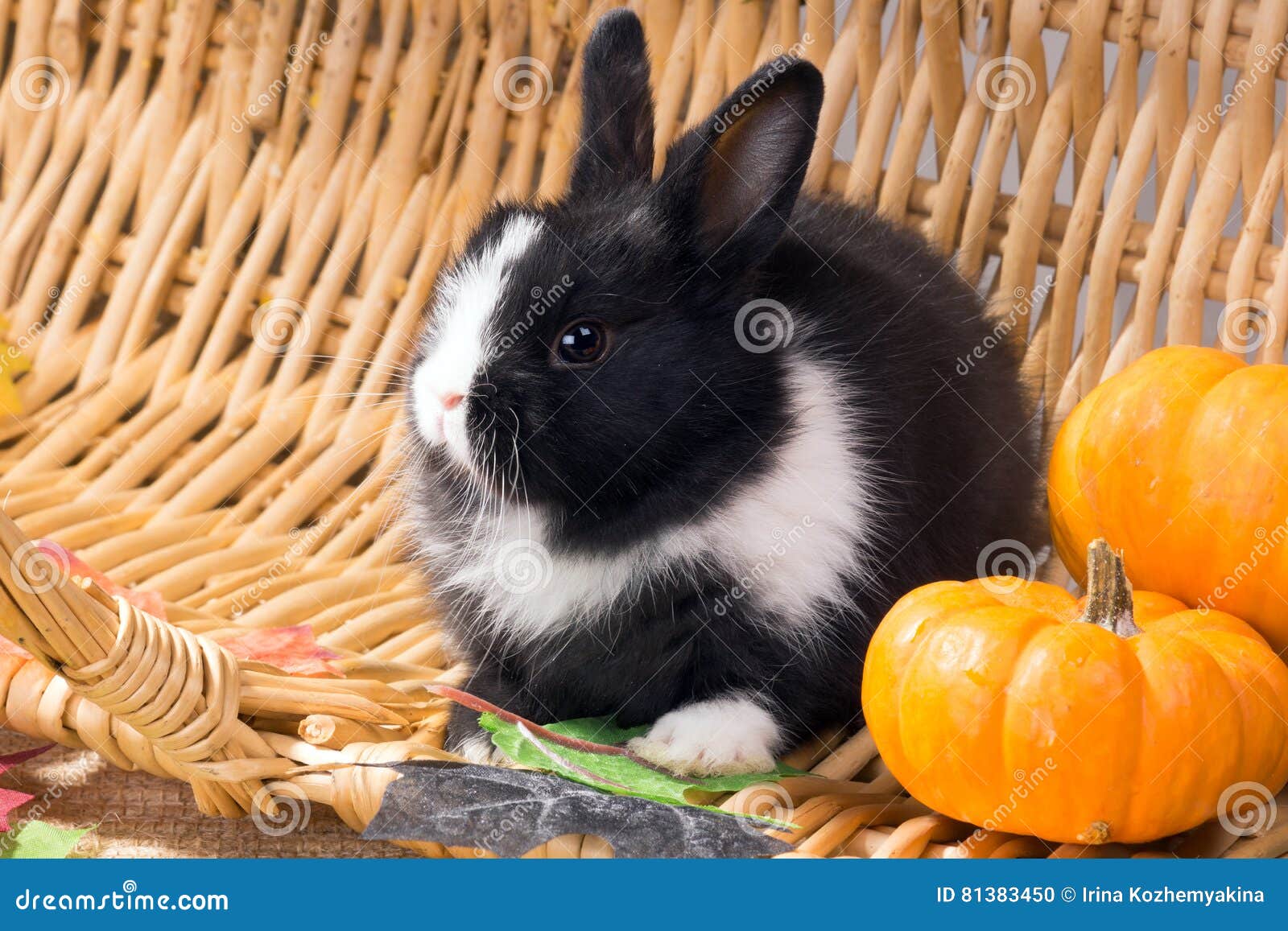 Black and White Dutch Rabbit Dwarf with Small Pumpkins. One Mont Stock ...