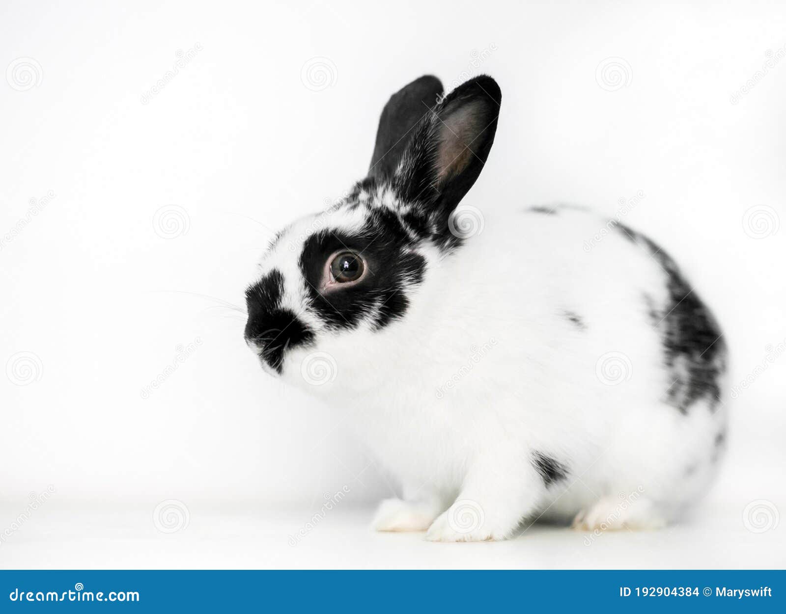 White Dwarf Rabbit